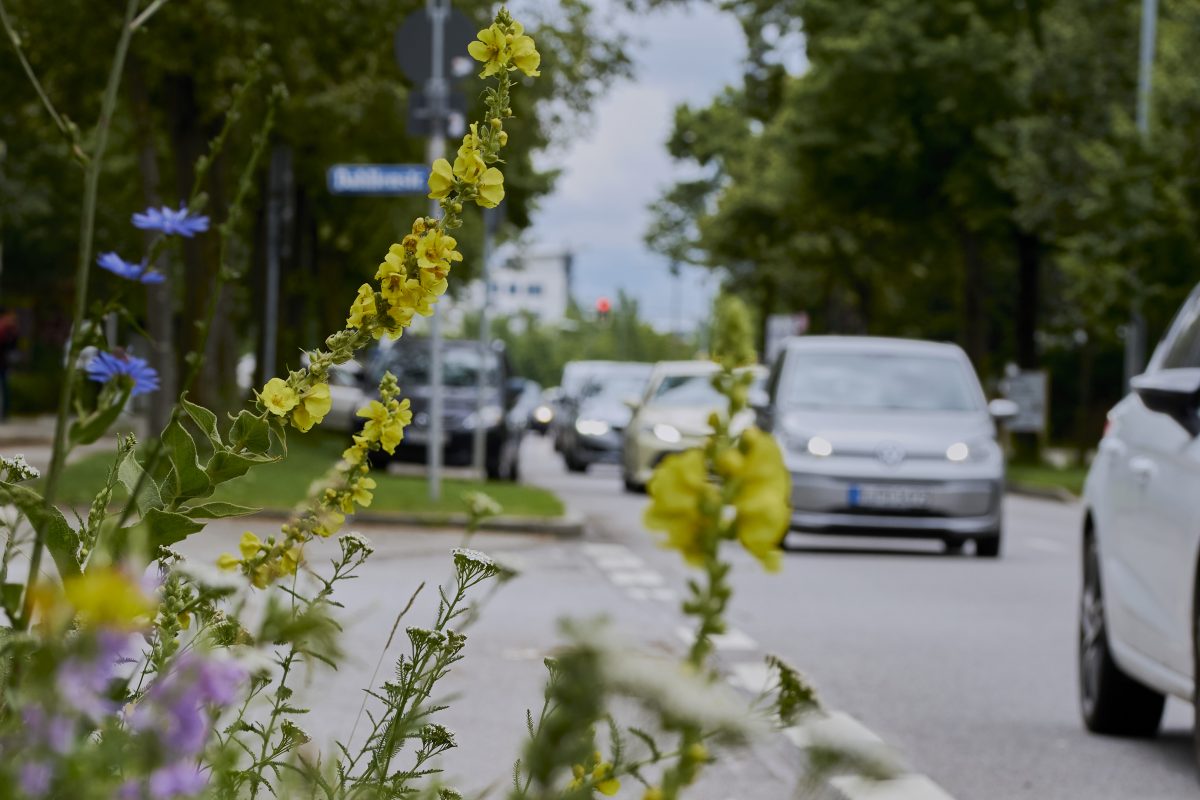 Green City e.V.: Workshop zum Verbundprojekt BioDivHubs – Biodiversität ...